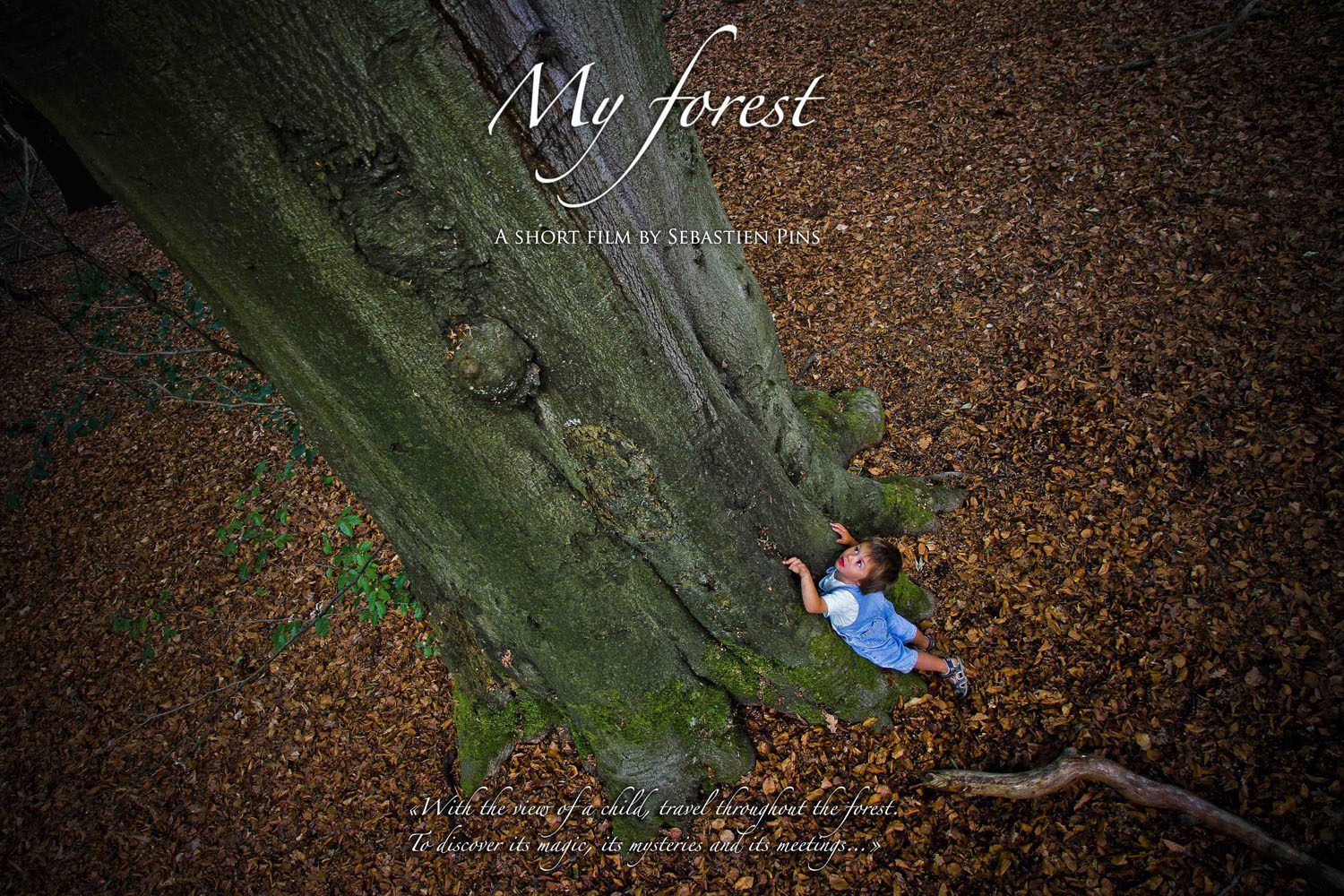 My forest - Quentin Dujardin
